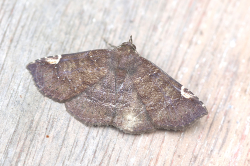 Antiblemma sterope · iNaturalist