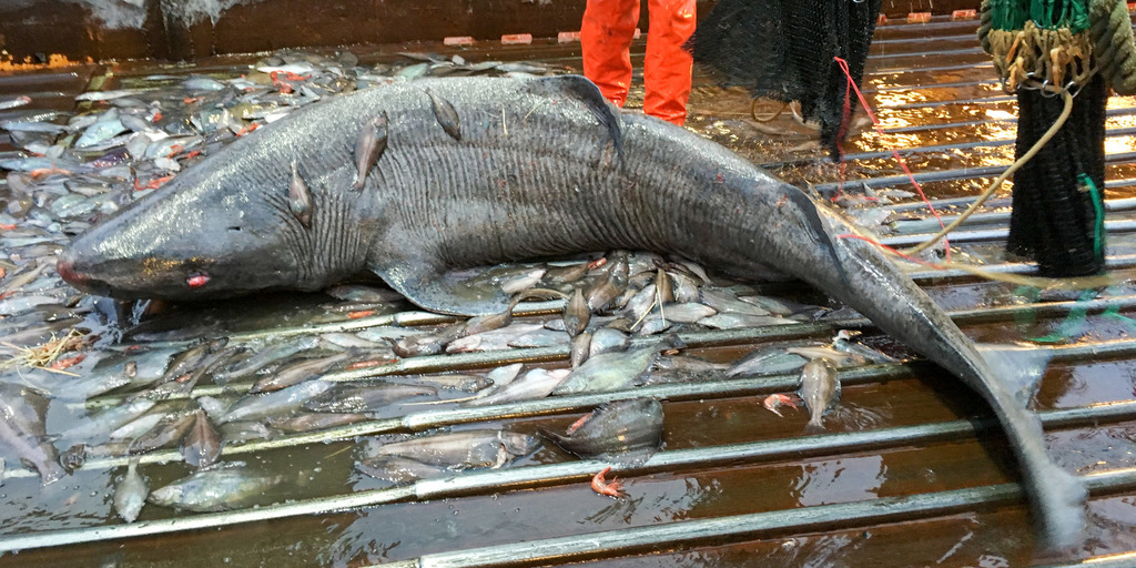 Greenland Shark (Somniosus microcephalus) - Marine Life Identification