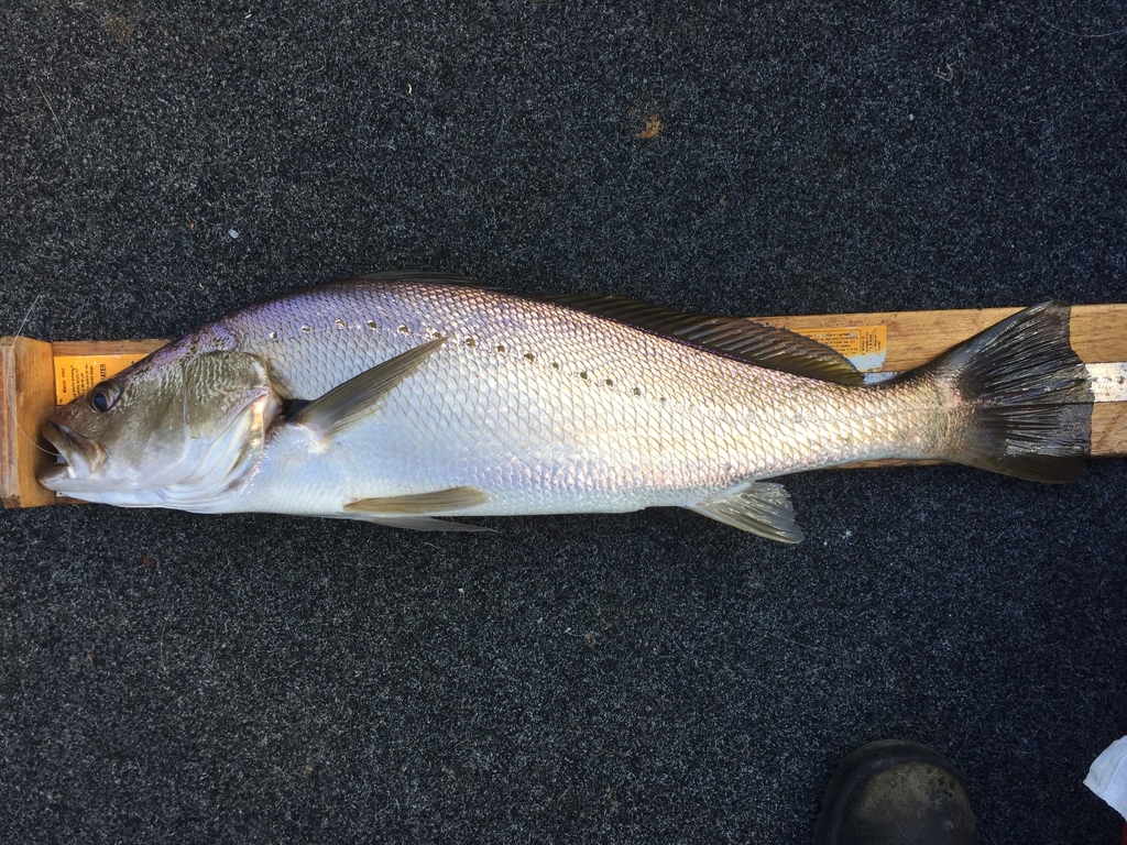 Mulloway (Argyrosomus japonicus) - Marine Life Identification
