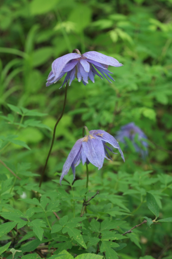 Downy Clematis (Clematis macropetala) - Botanical Realm