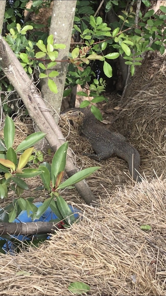 Common Water Monitor from SW Eighth St, Miami, FL, US on January 17 ...