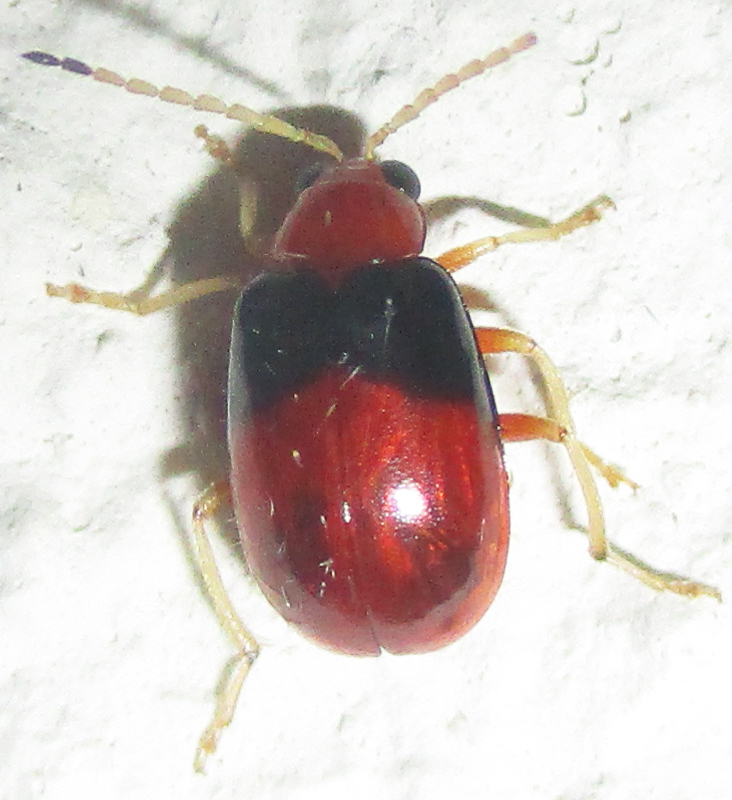 Monolepta from Gaborone Botswana on April 7, 2020 by Botswanabugs ...