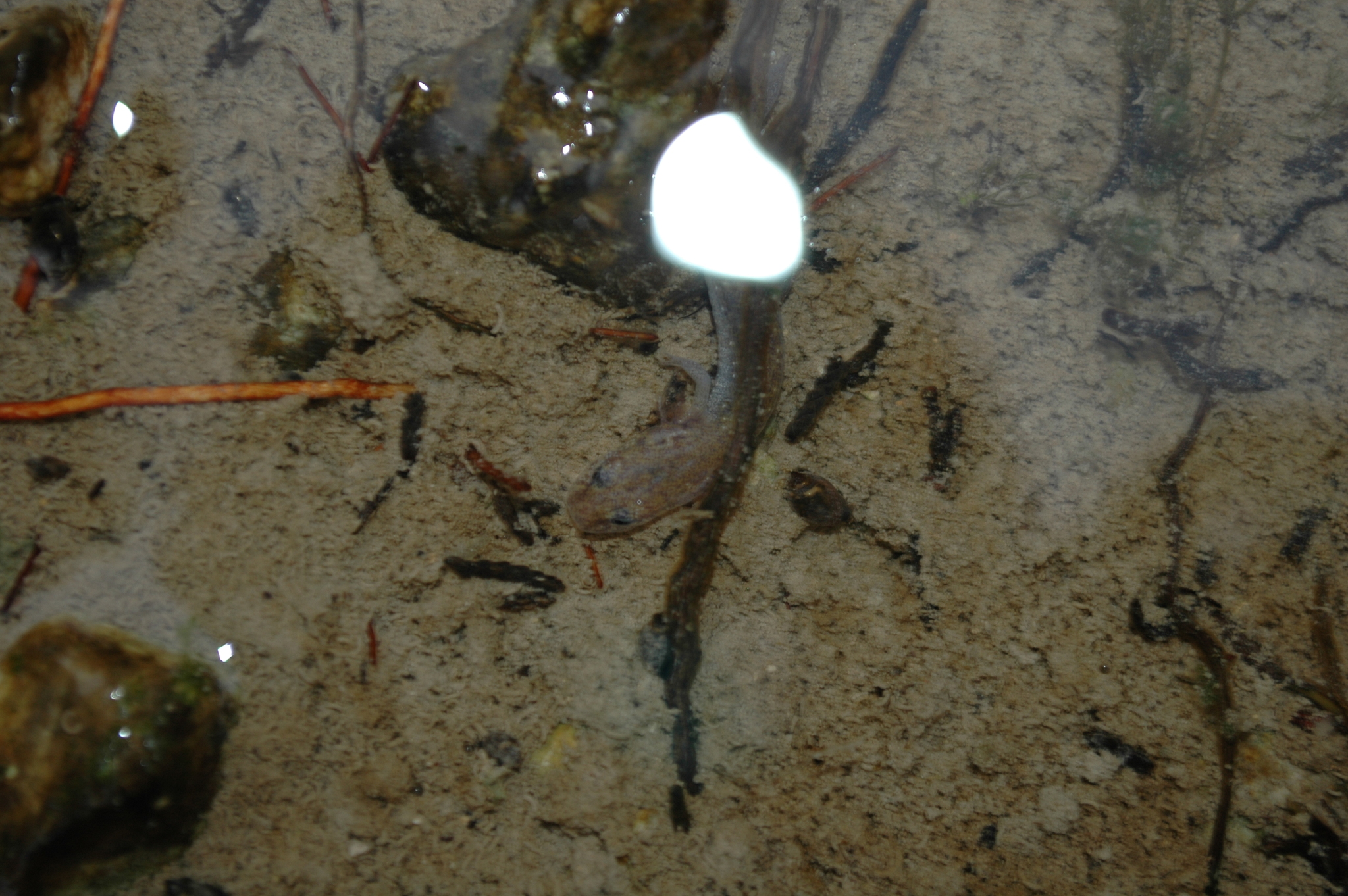 Eurycea neotenes Bishop & Wright, 1937