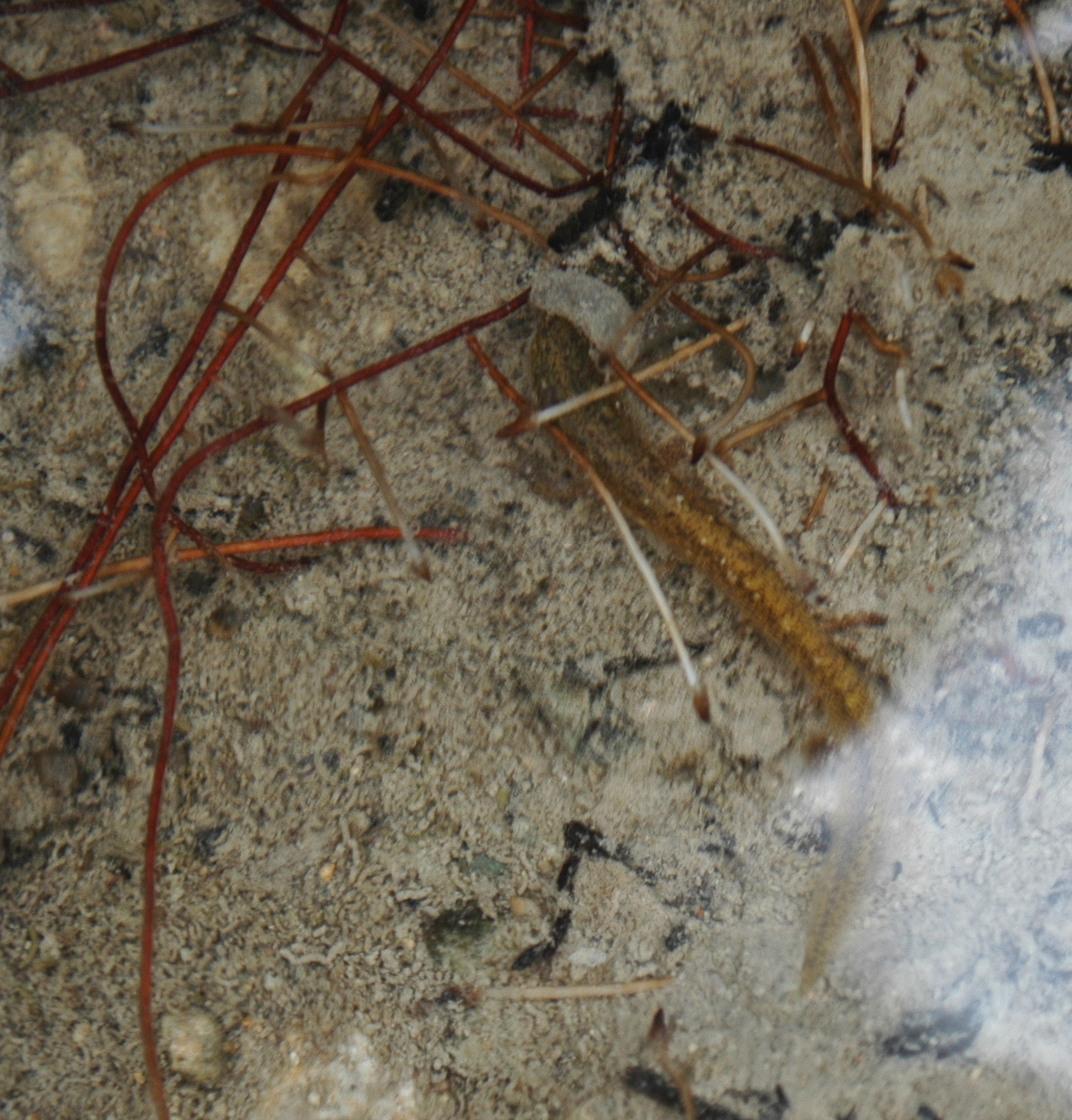 Eurycea neotenes Bishop & Wright, 1937