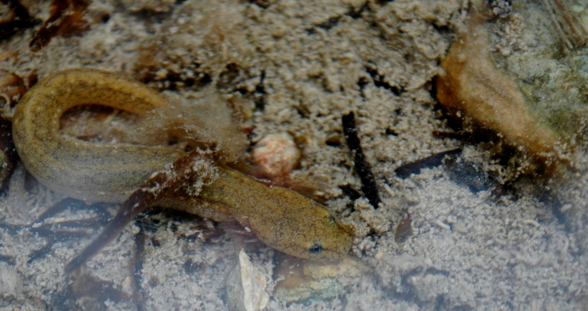 Eurycea neotenes Bishop & Wright, 1937