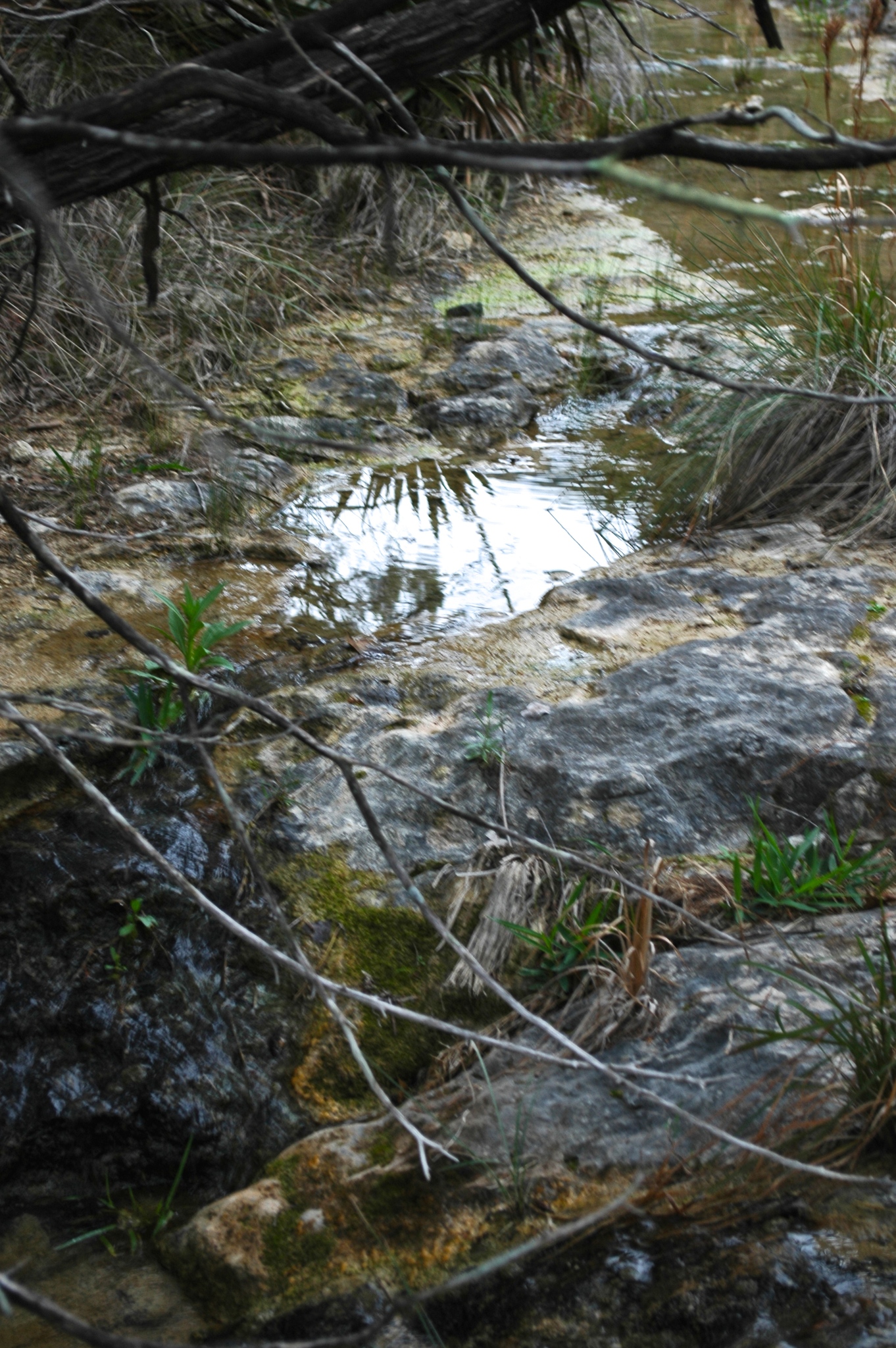 Eurycea neotenes Bishop & Wright, 1937