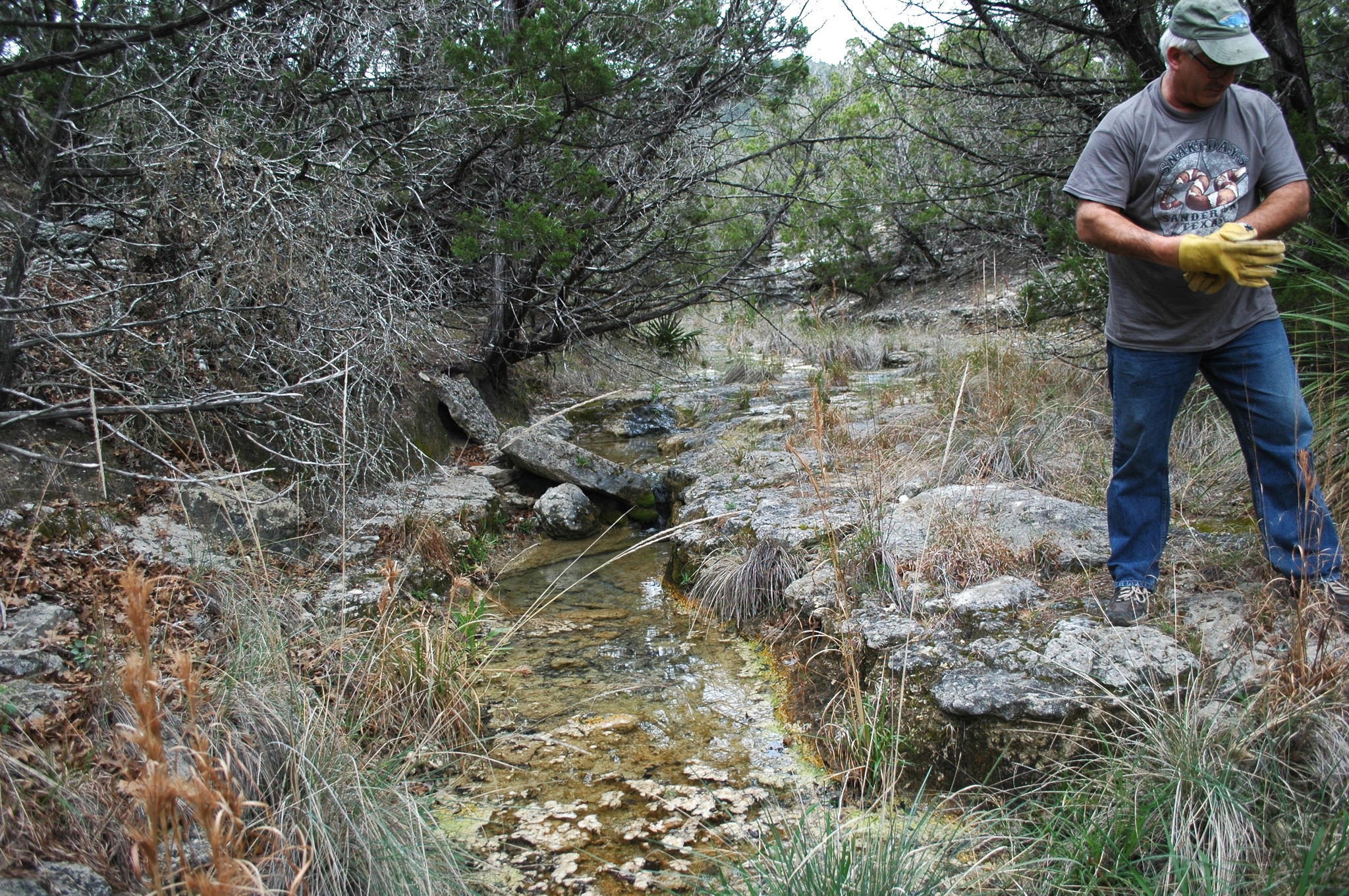 Eurycea neotenes Bishop & Wright, 1937