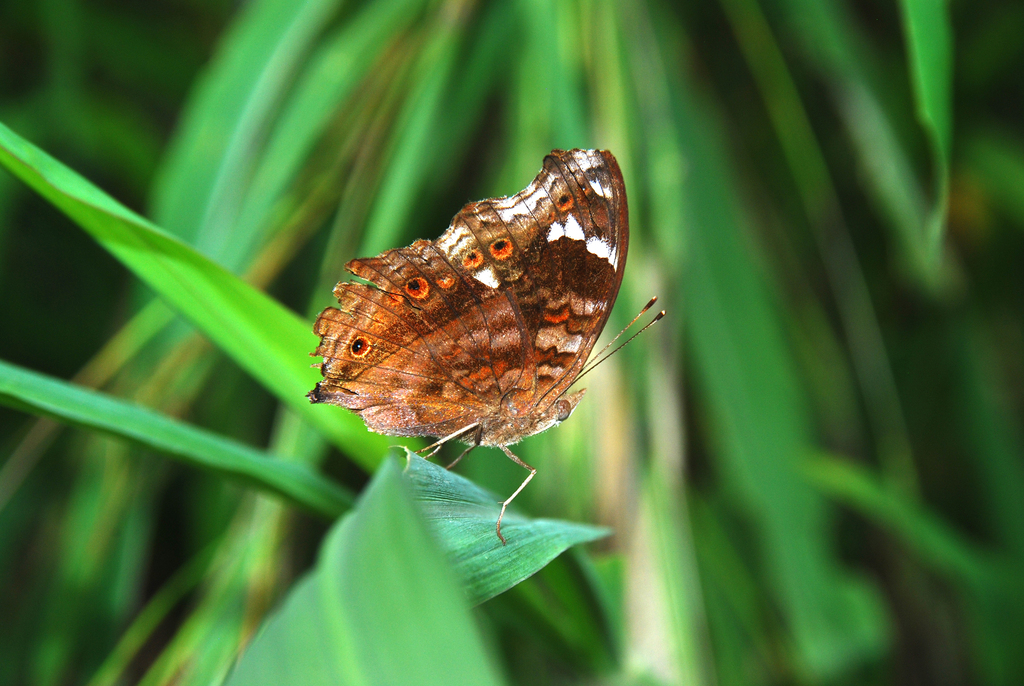 Spotted Brown Pansy from TCT Dallman Catapu on May 31, 2010 by Pierre ...