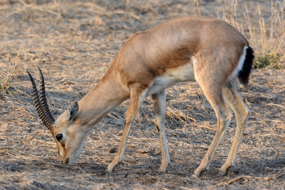 Indian Gazelle (Gazella bennettii) - Know Your Mammals