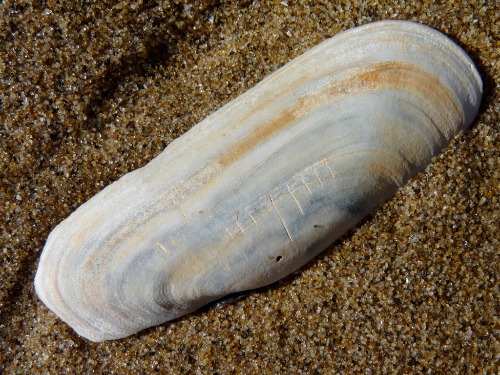 Stout Tagelus from Sayreville, NJ, USA on October 29, 2016 at 01:38 PM ...