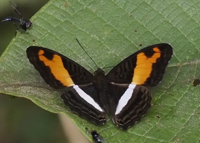 Adelpha cocala cocala (Lepidoptera of Loreto, Peru) · iNaturalist