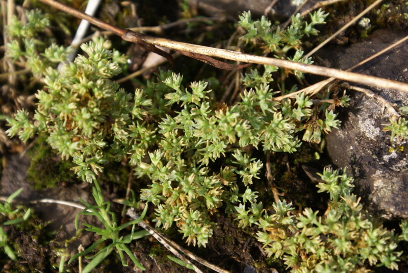 (Scleranthus) - Botanical Realm