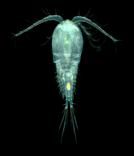 Mesocyclops leuckarti · iNaturalist