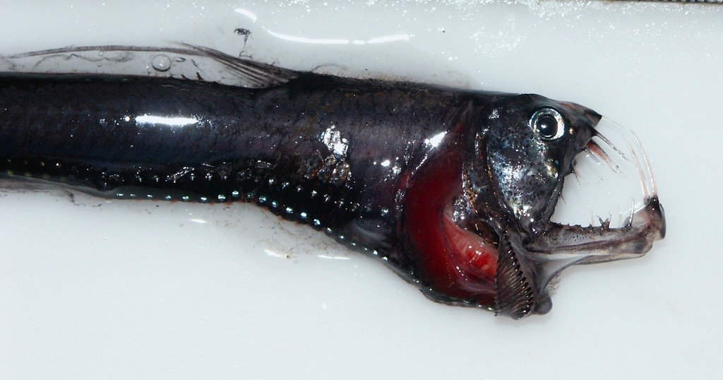 Pacific Viperfish (Chauliodus macouni) - Marine Life Identification
