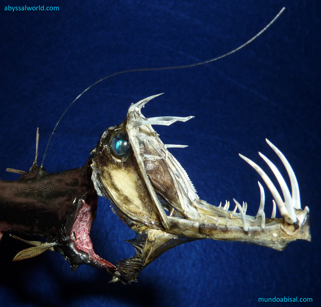 Sloane's Viperfish (Chauliodus sloani) - Marine Life Identification