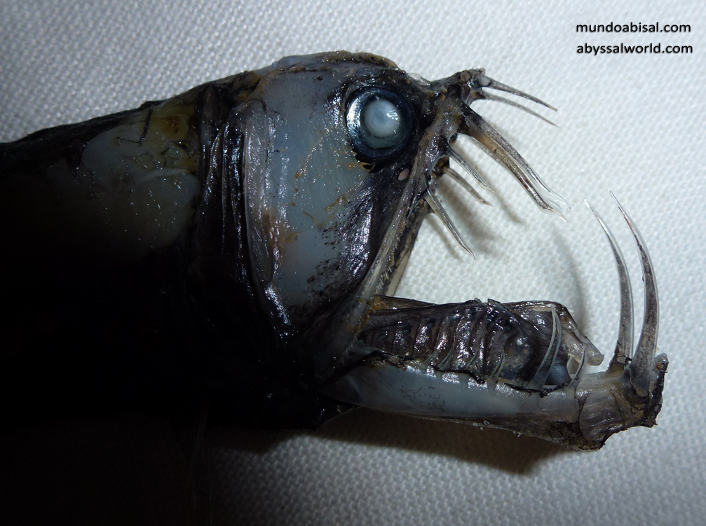 Sloane's Viperfish (Chauliodus sloani) - Marine Life Identification