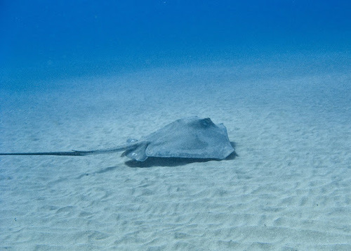 Brown Stingray (Dasyatis lata) · iNaturalist
