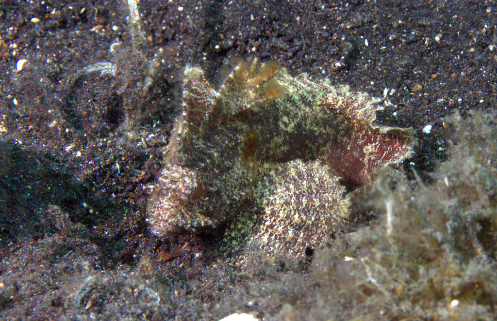 Whiteface Waspfish (Paracentropogon longispinis) - Marine Life ...