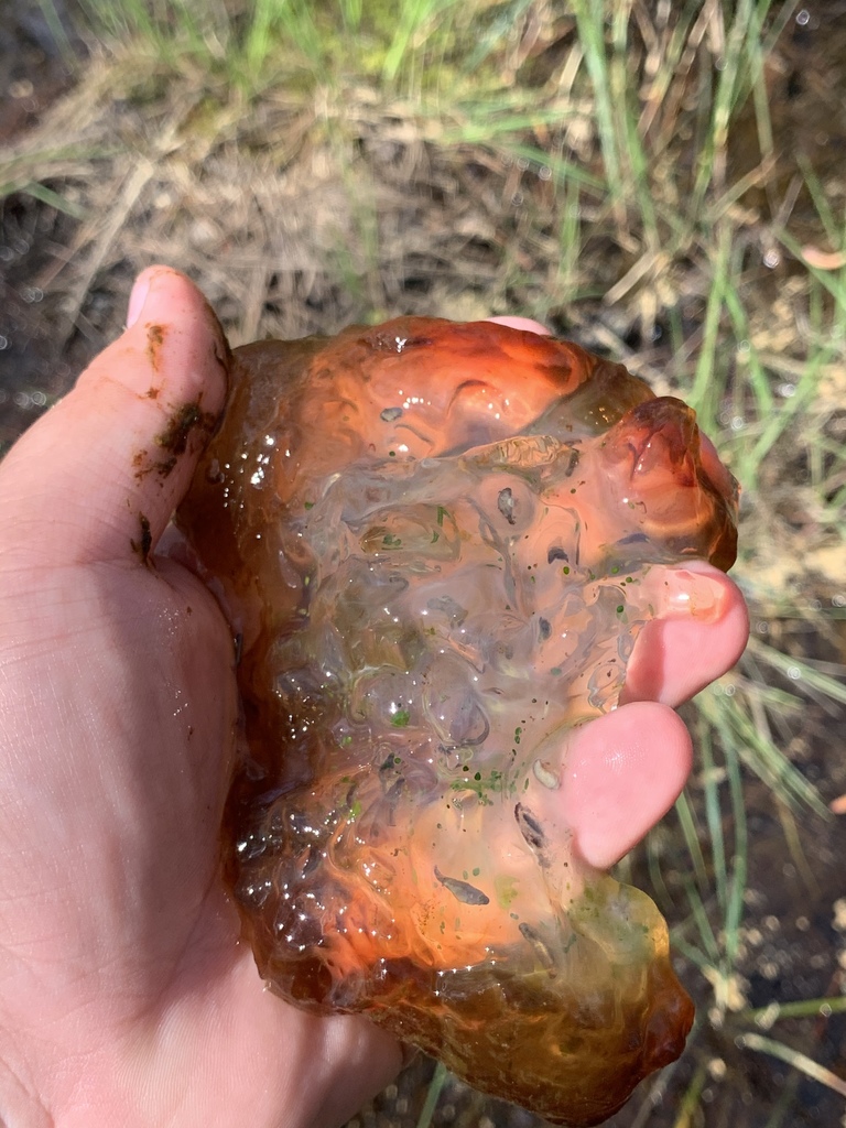 Salamander Algae (Oophila amblystomatis) - Botanical Realm