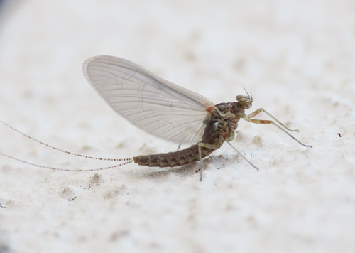 Cloeon cognatum · iNaturalist United Kingdom