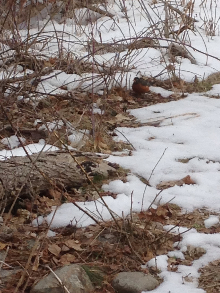American Robin from Jenks Land, Acton, MA, US on March 19, 2017 at 09: ...