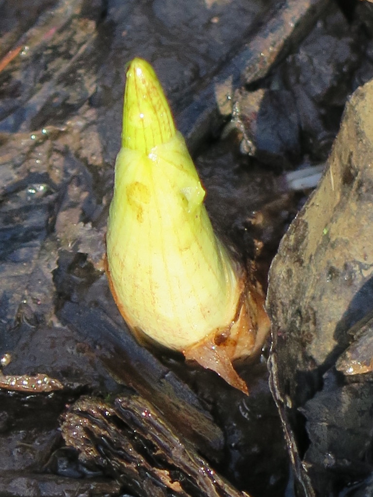 Eastern Skunk Cabbage from 799-601 Duthill Rd, Wallaceburg, ON N8A 4L2 ...