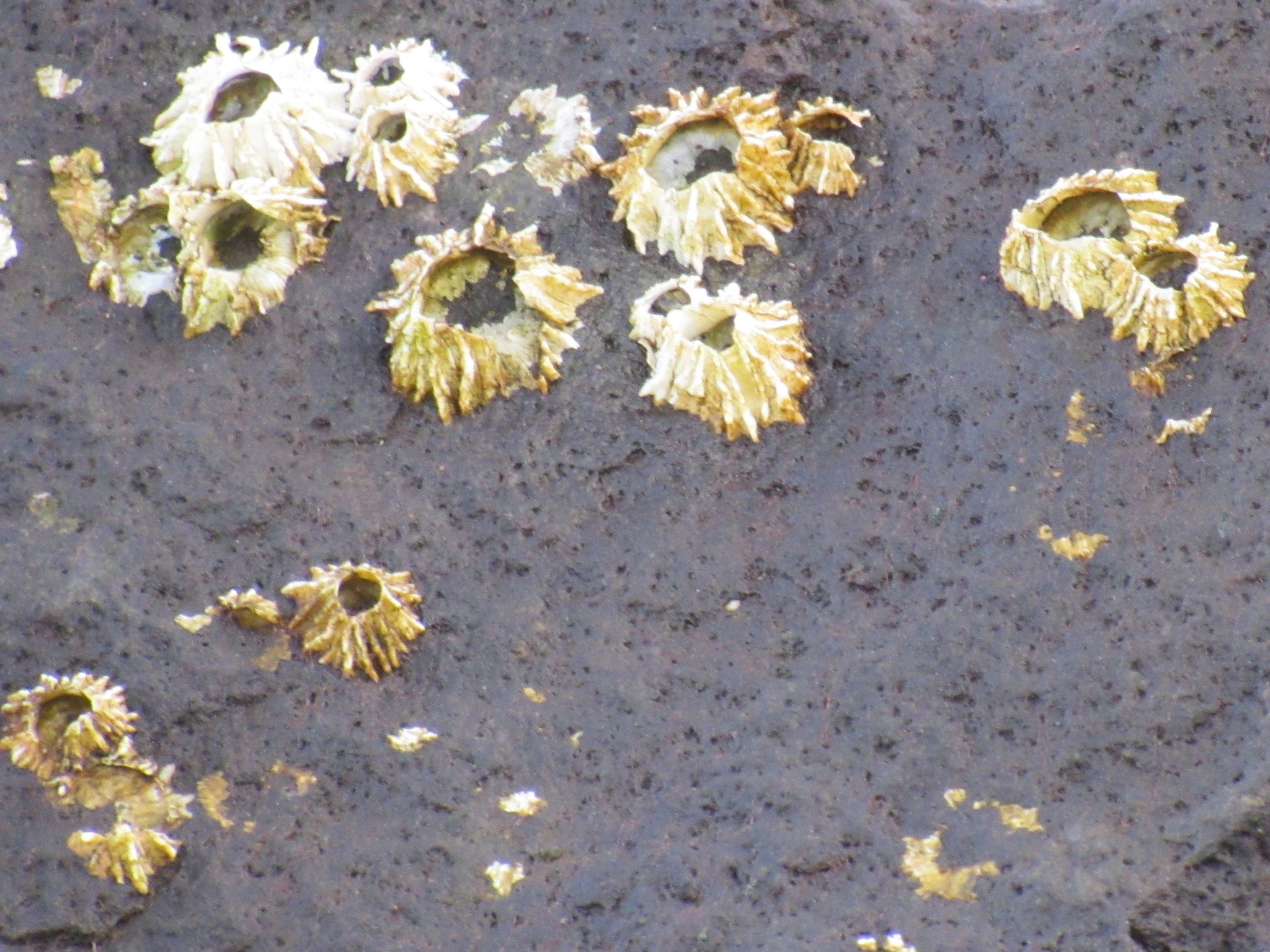 Balanus balanus (Linnaeus, 1758)