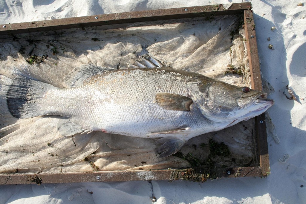 Nile Perch (Lates niloticus) - Marine Life Identification