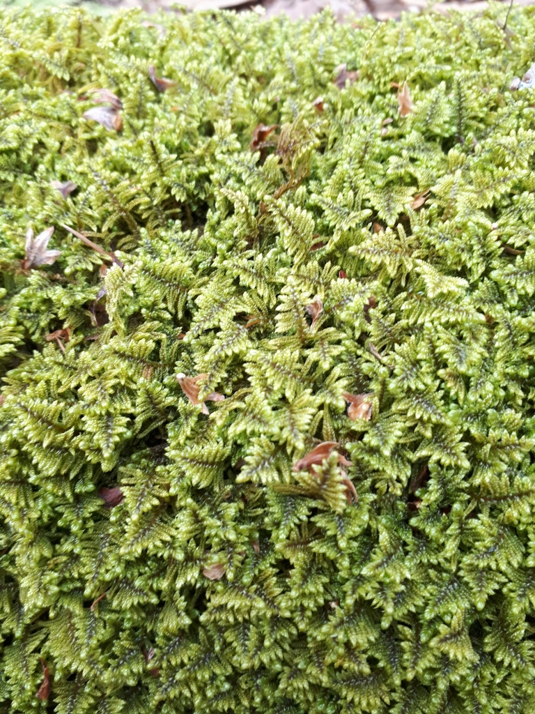 brocade moss in April 2020 by Shannon Farmer · iNaturalist