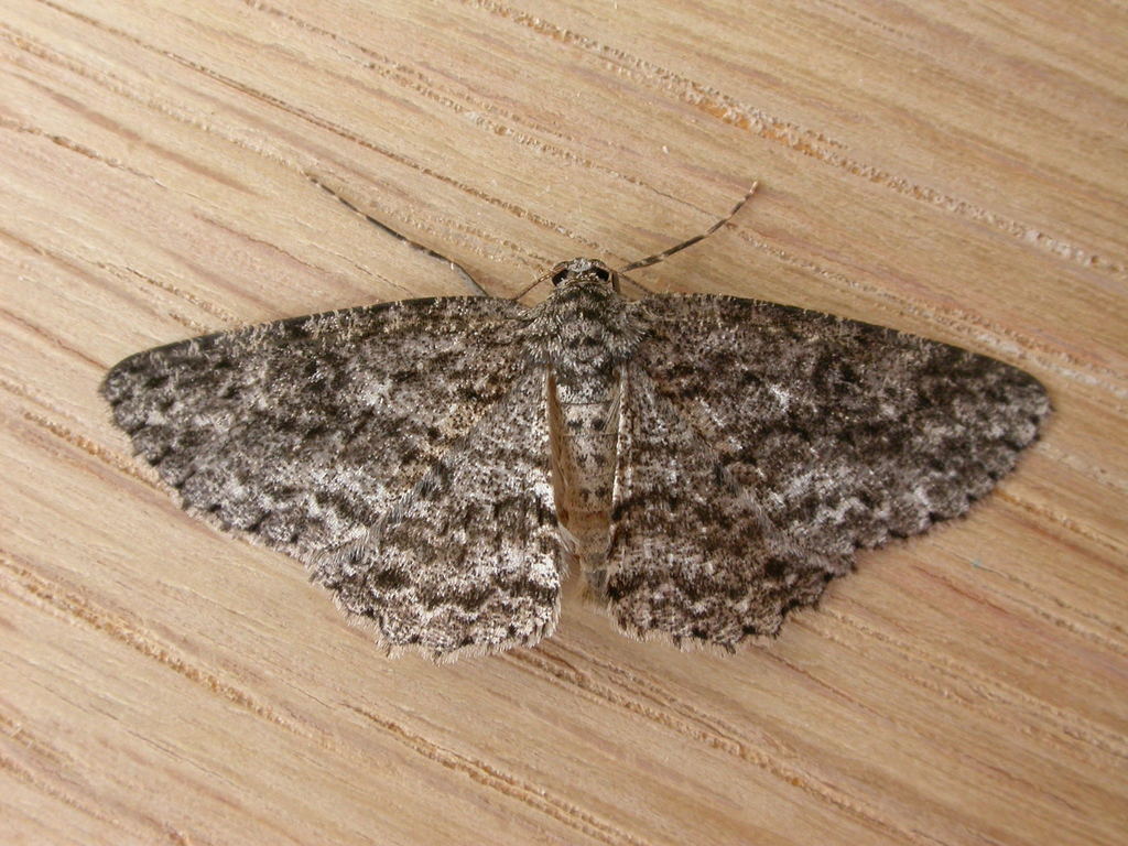 Ringed Bark Moth (Butterflies and Moths of Casey, VIC, AU) · iNaturalist