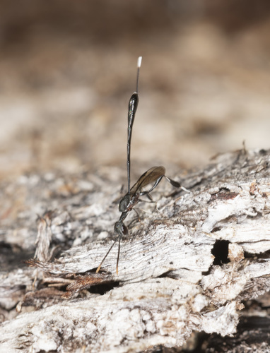 Gasteruption curticauda · iNaturalist United Kingdom