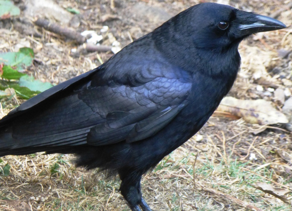 Palm Crow from San Jose De Las Matas, 51000, Dominican Republic on ...