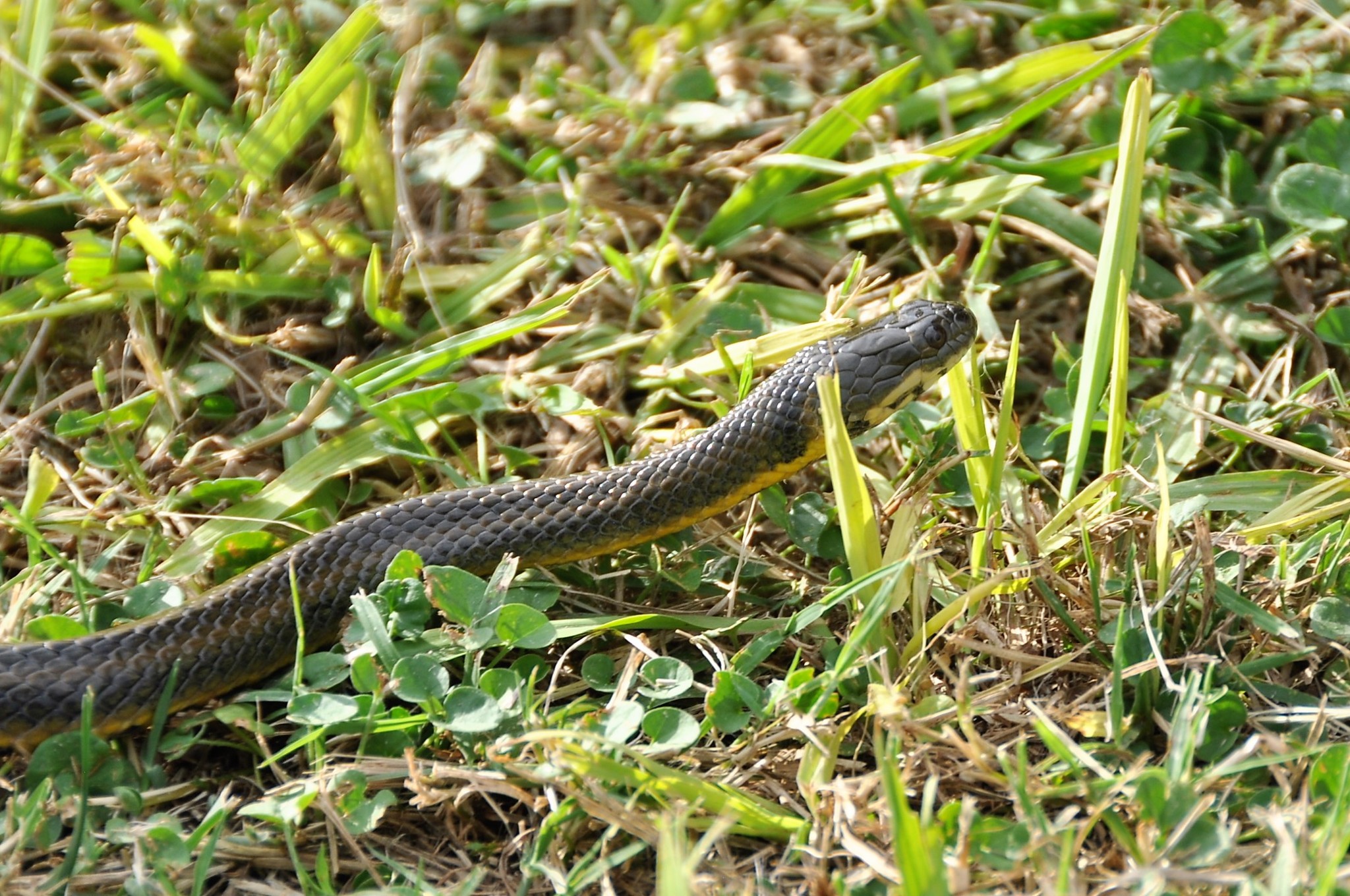 Helicops infrataeniatus Jan, 1865