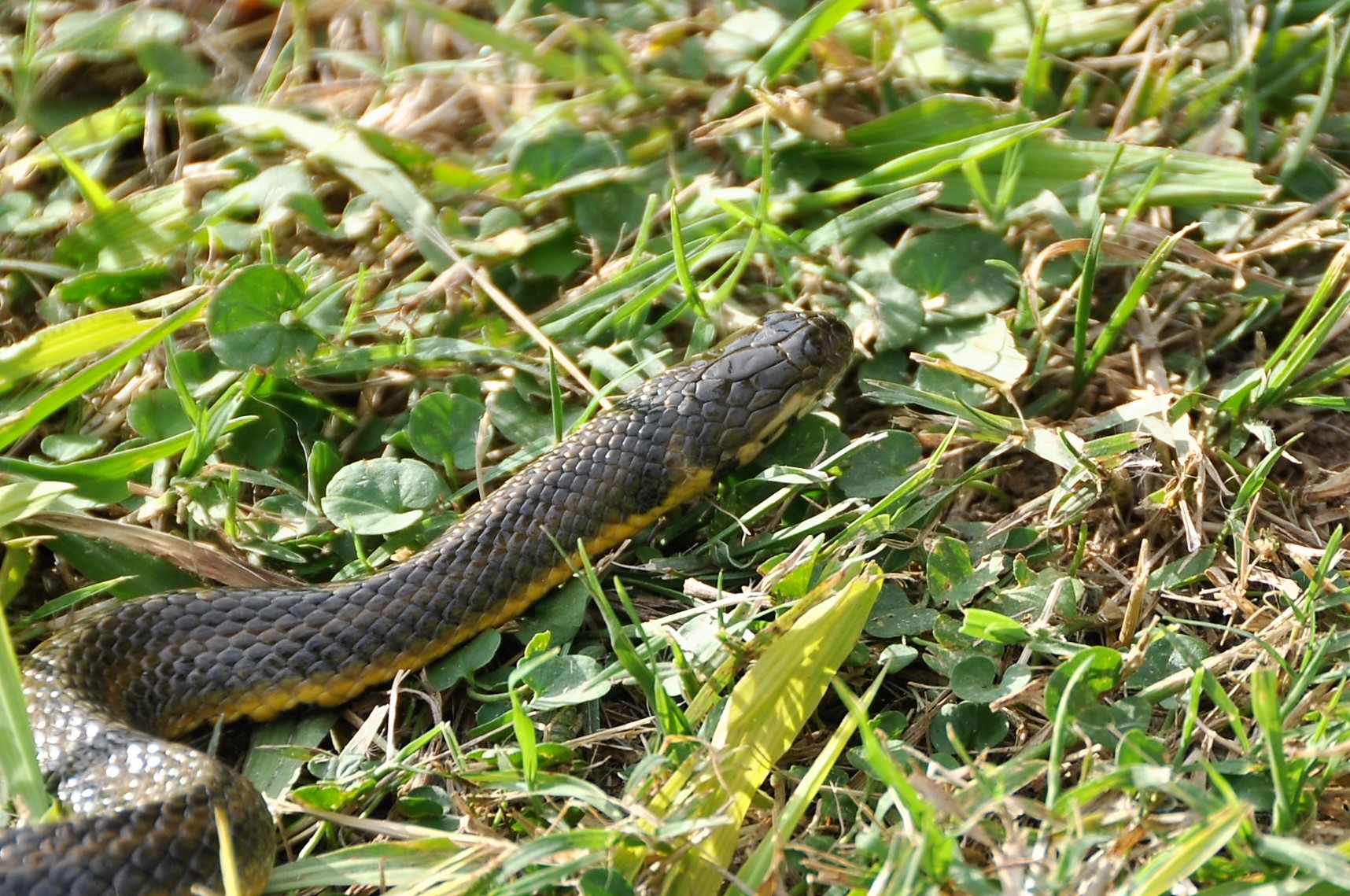 Helicops infrataeniatus Jan, 1865