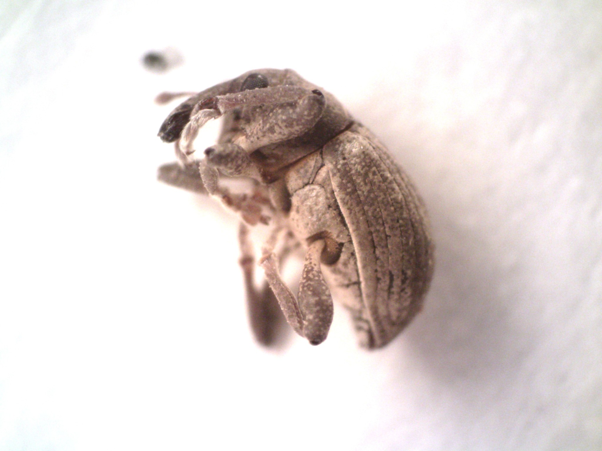 Neochetina eichhorniae Warner, 1970