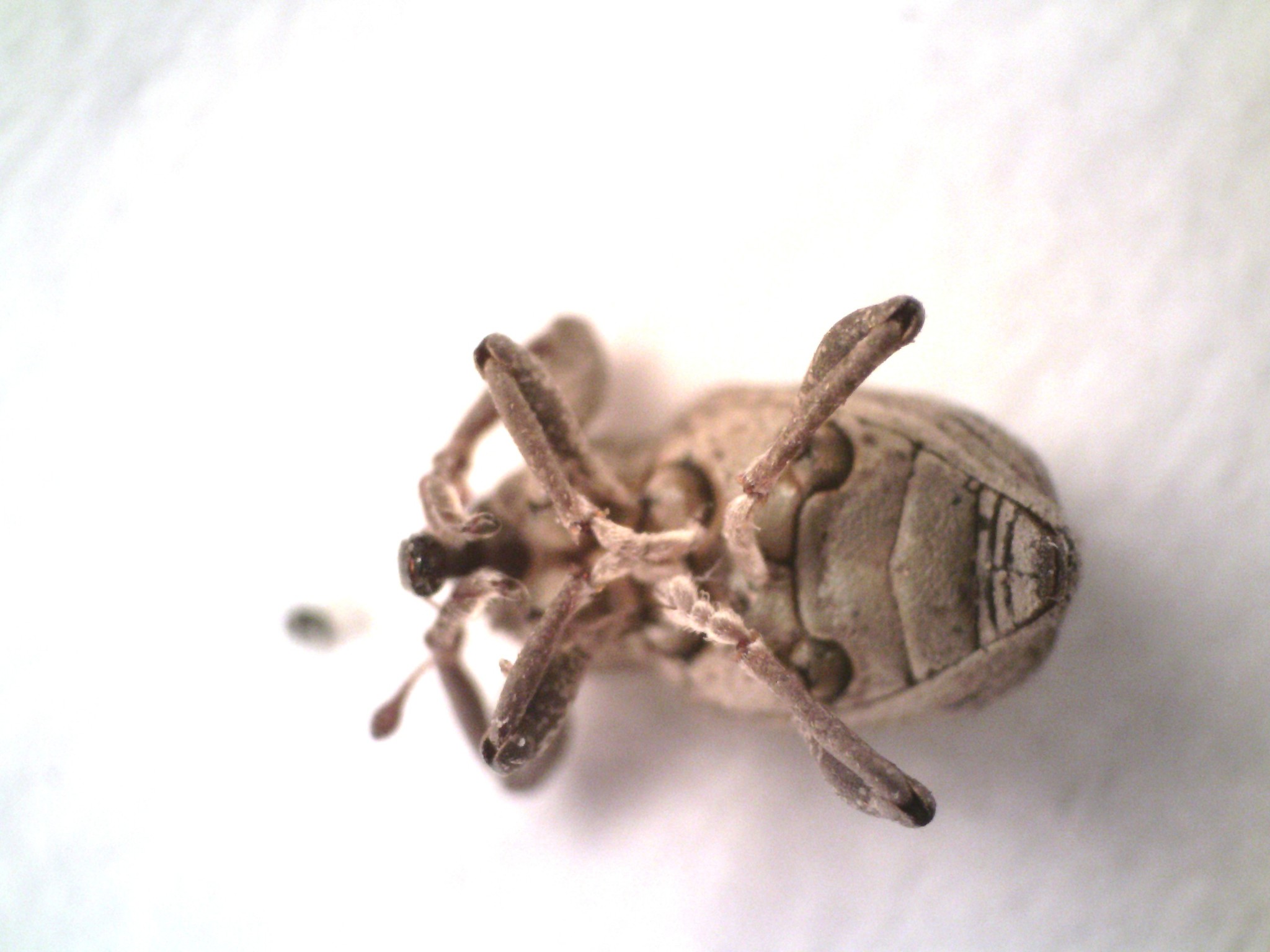 Neochetina eichhorniae Warner, 1970