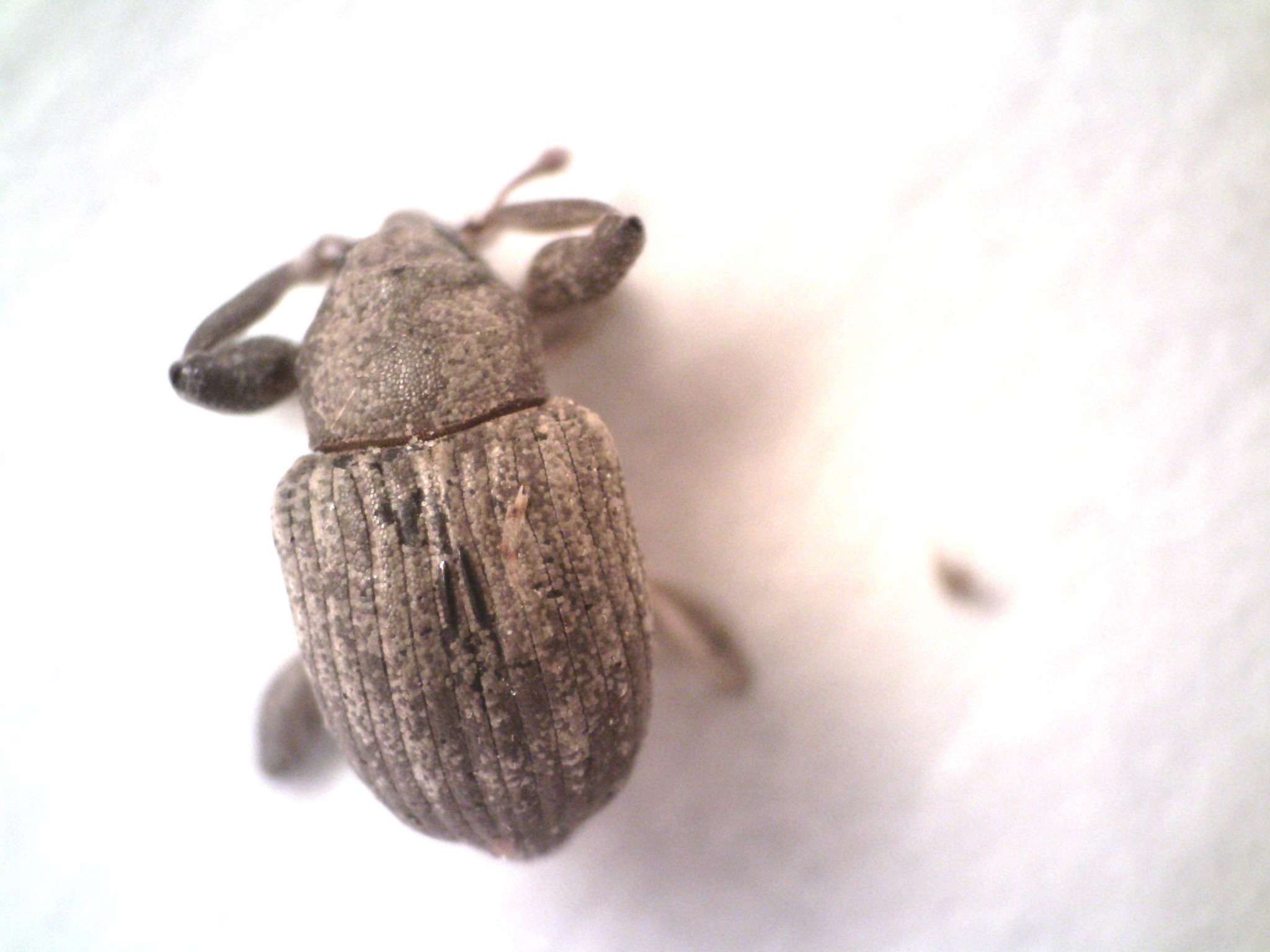 Neochetina eichhorniae Warner, 1970