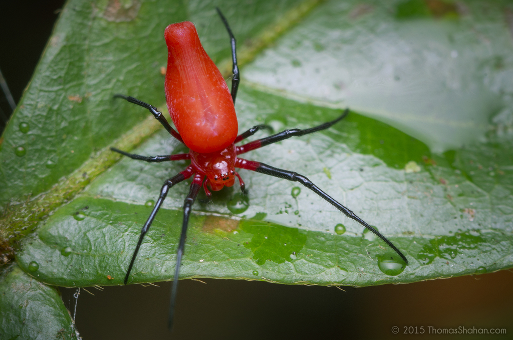 Dominican Spider in October 2015 by Thomas Shahan. Alcimosphemus ...