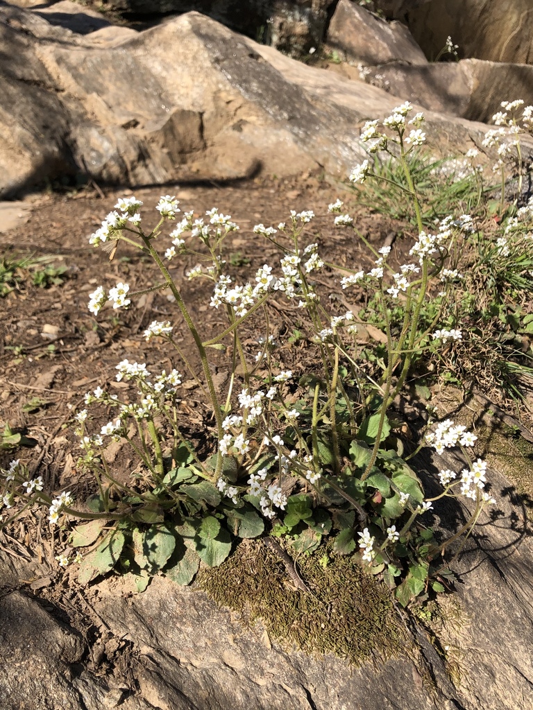 Virginia saxifrage from Cedar Island, Potomac, MD, US on April 3, 2020 ...