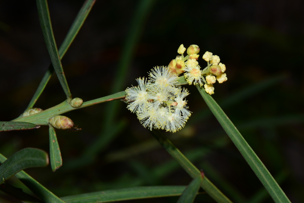 Sweet Wattle (Acacia suaveolens) - Botanical Realm
