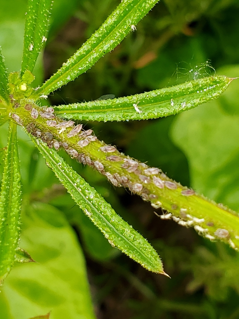 Aphids from Sacramento, CA 95843, USA on April 04, 2020 at 10:00 AM by ...