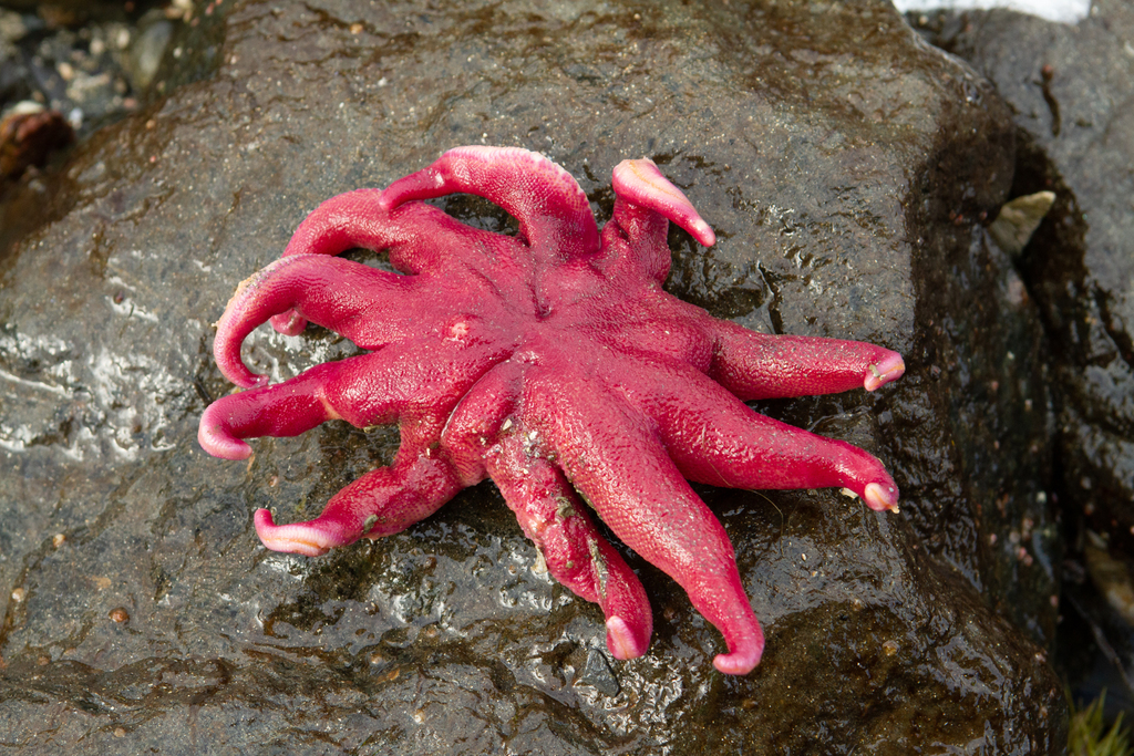 Smooth Sun Stars from Juneau, AK, USA on April 09, 2020 at 09:15 AM by ...