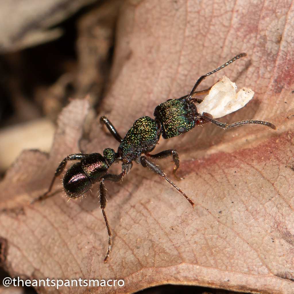 Green-head Ant from Brisbane QLD, Australia on April 09, 2020 at 04:50 ...