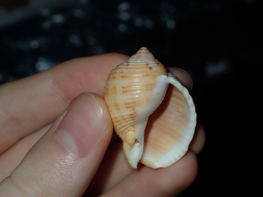 China tun snail (Marine invertebrates of Randwick costal area: Coogee ...