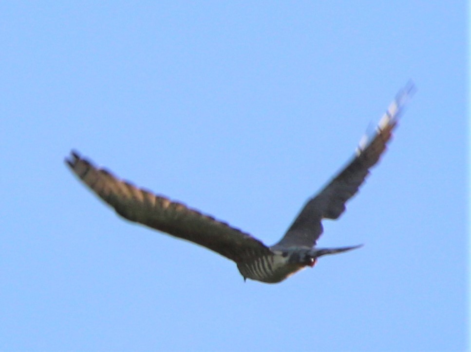 African Cuckoo-Hawk from Wilderness, 6560, South Africa on April 10 ...