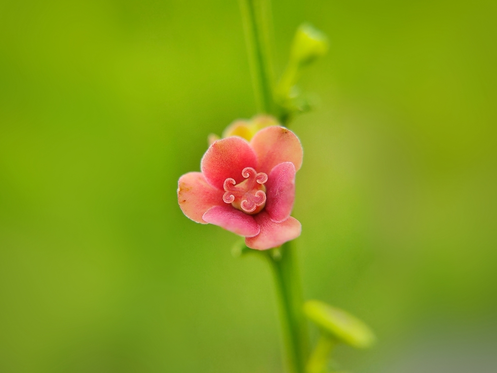 leaf-flower family (Phyllanthaceae) - Botanical Realm