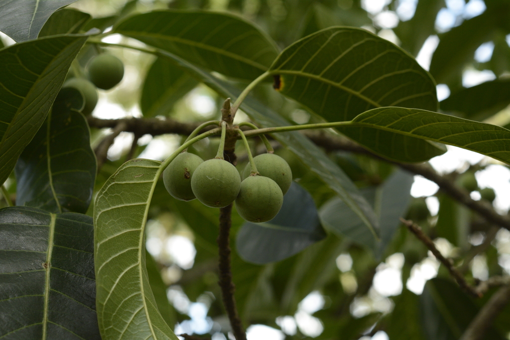 Ficus callosa from Coimbatore, Tamil Nadu, India on February 27, 2018 ...