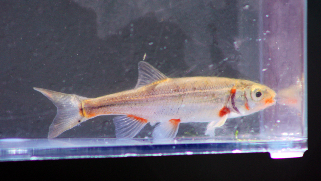 California Roach (Hesperoleucus symmetricus) - Marine Life Identification