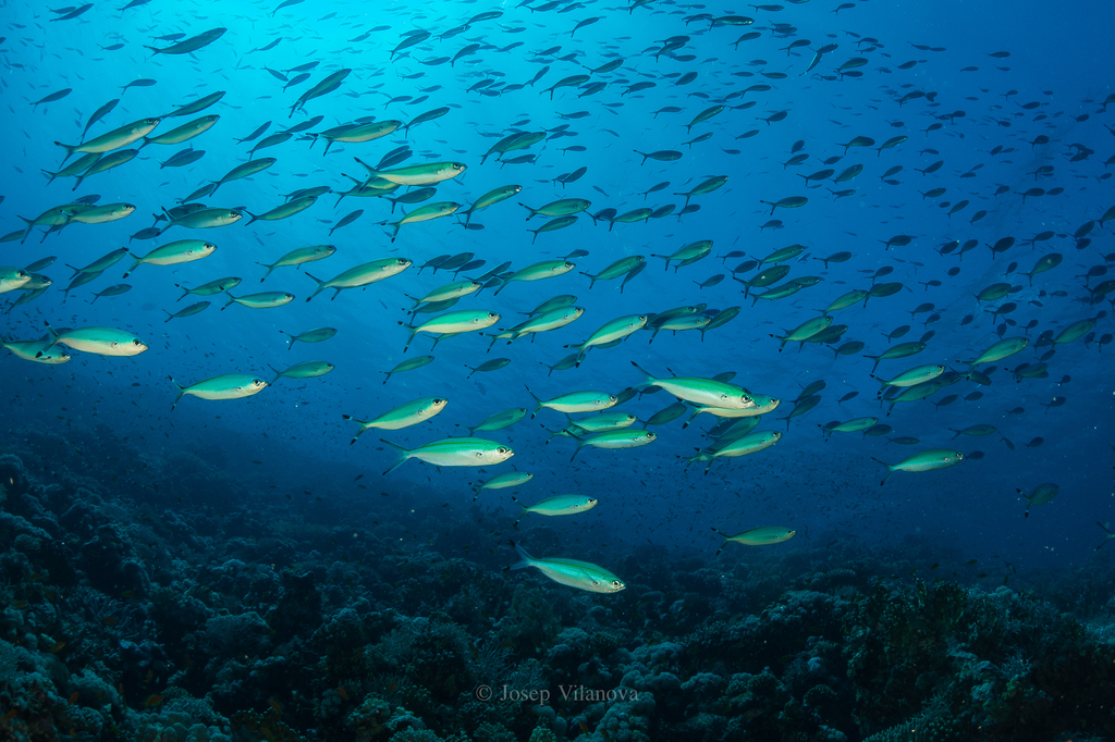 Suez Fusilier from Woodhouse reef, Strait of Tiran, Mar Roig, Egipte on ...