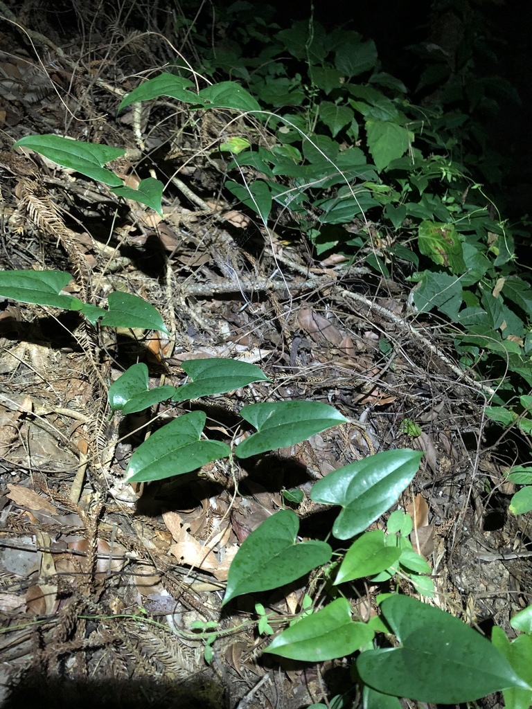 Common Yam Vine from Cliveden Avenue, Oxley, QLD, AU on April 10, 2020 ...
